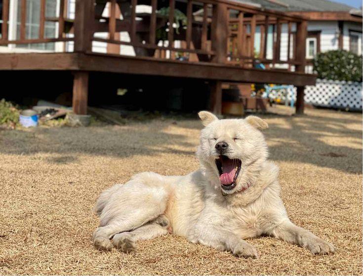 6 Korean Dog Breeds List - Characteristics of Korean Dogs With Photos