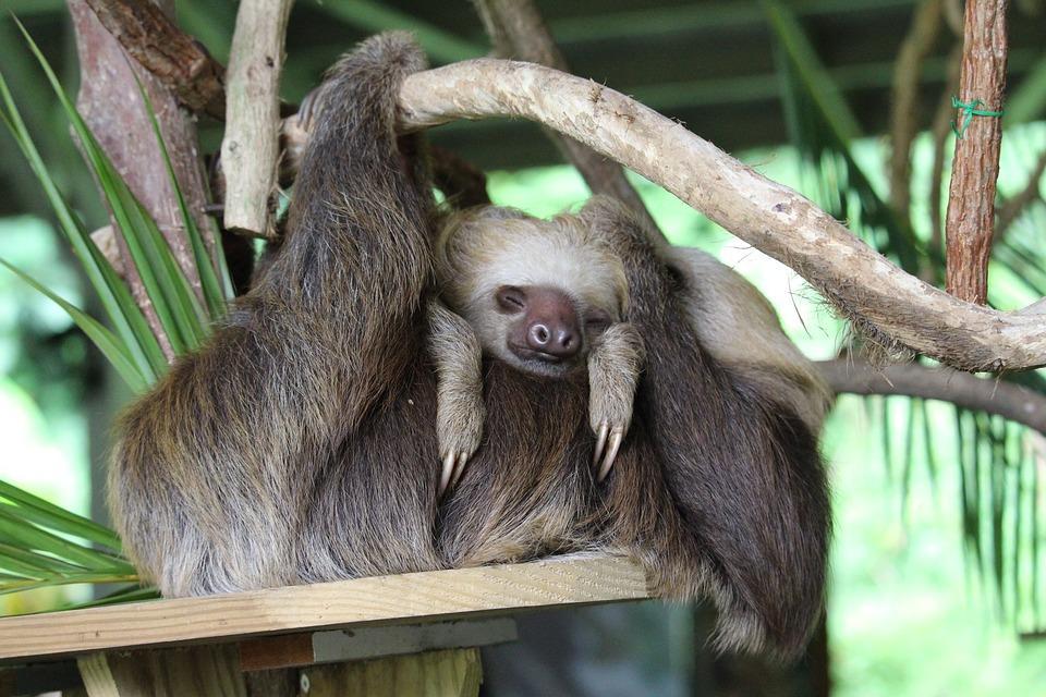 Interesting Facts About Sloths - Fun Sloth Information - With Photos