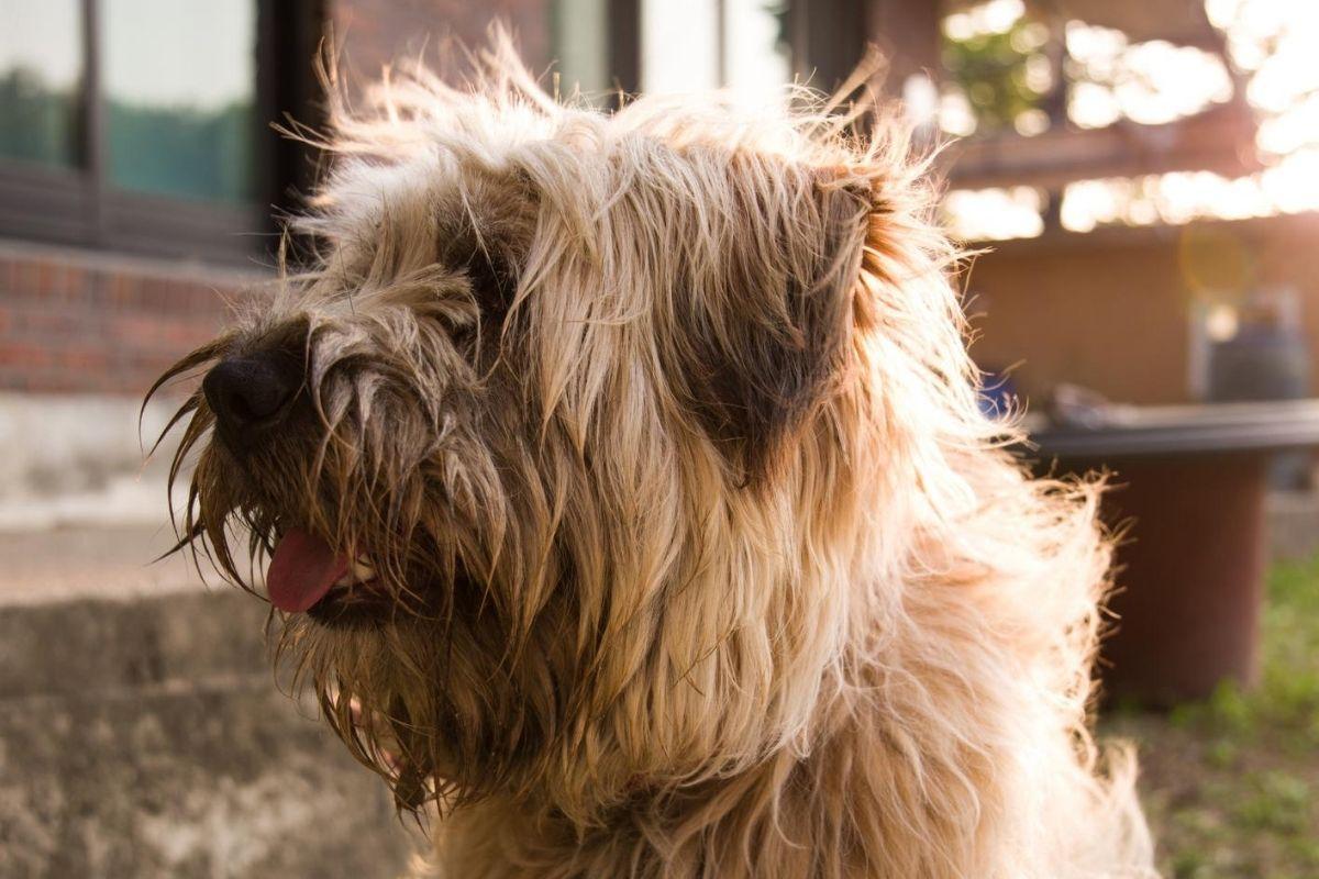 6 Korean Dog Breeds List - Characteristics of Korean Dogs With Photos