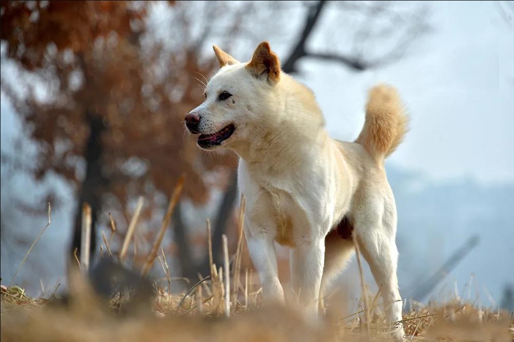 6 Korean Dog Breeds List - Characteristics of Korean Dogs With Photos