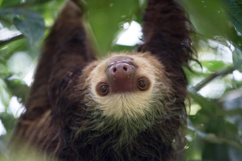 Interesting Facts About Sloths - Fun Sloth Information - With Photos