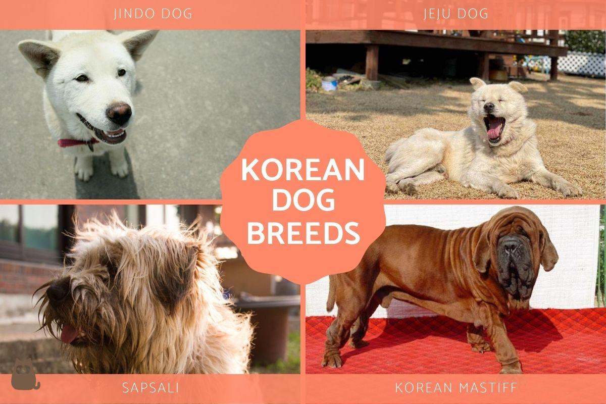 6 Korean Dog Breeds List - Characteristics of Korean Dogs With Photos