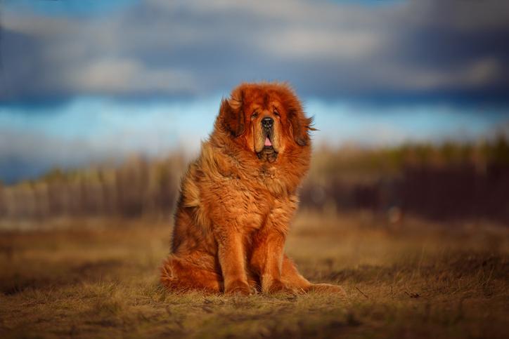 Fluffiest Dog Breeds - TOP 12 - With Pictures! 🐶