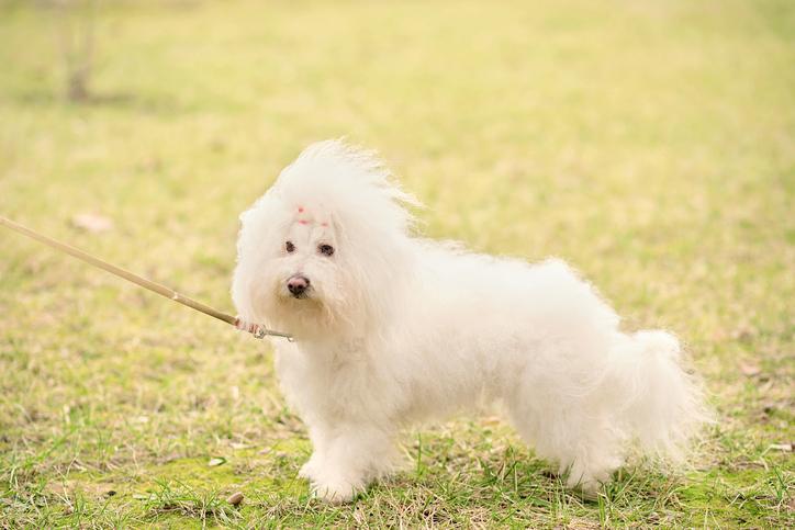 Fluffiest Dog Breeds - TOP 12 - With Pictures! 🐶
