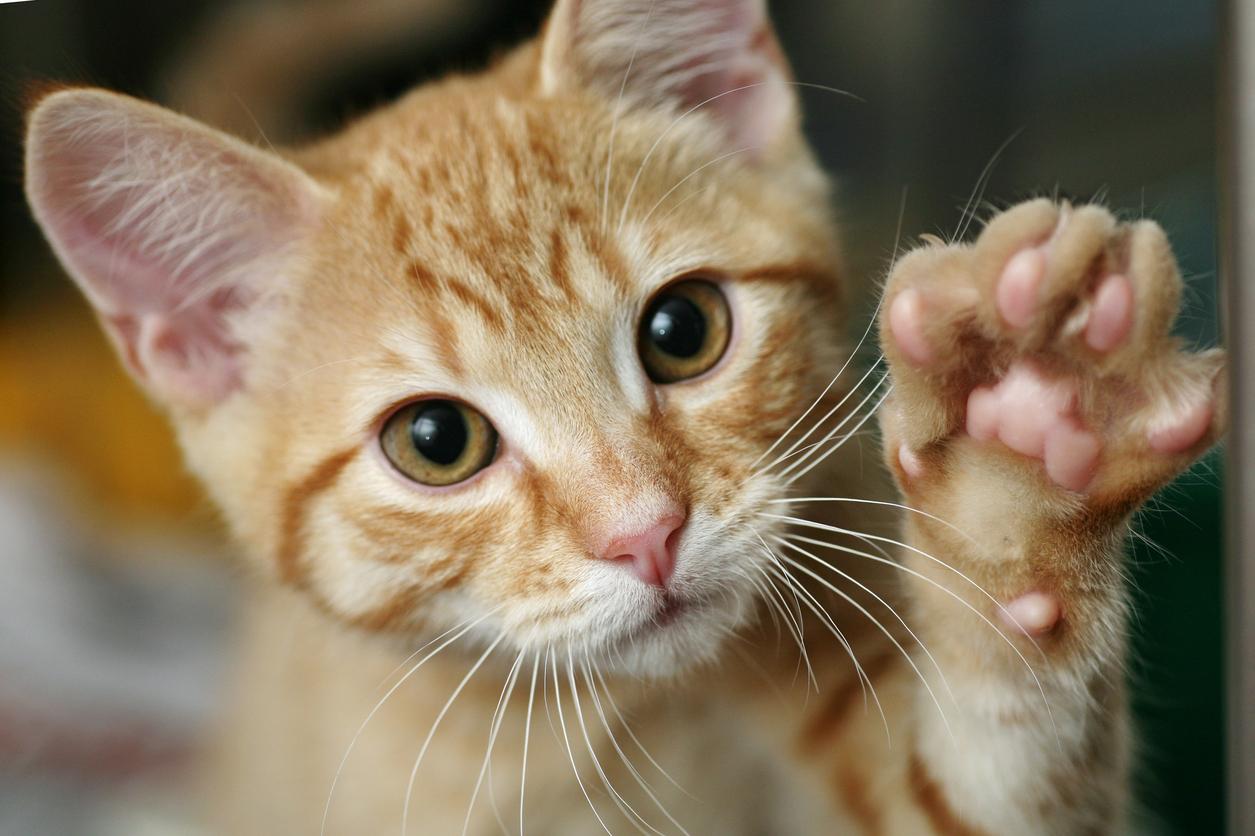 100+ Bengali Names for Cats List - With Meanings for Male and Female Cats