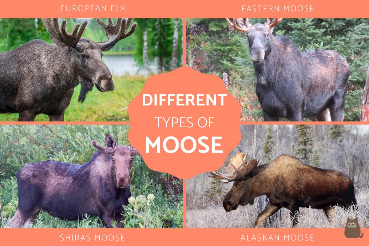 8 Different Types of Moose - With Photos