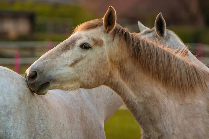How do Horses Mate? - Horse Reproduction