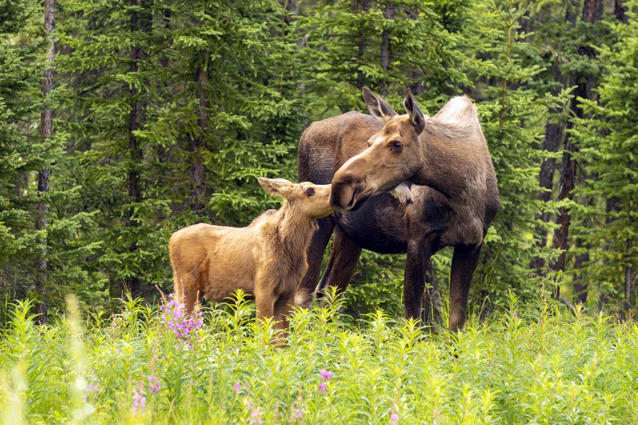 8 Different Types of Moose - With Photos