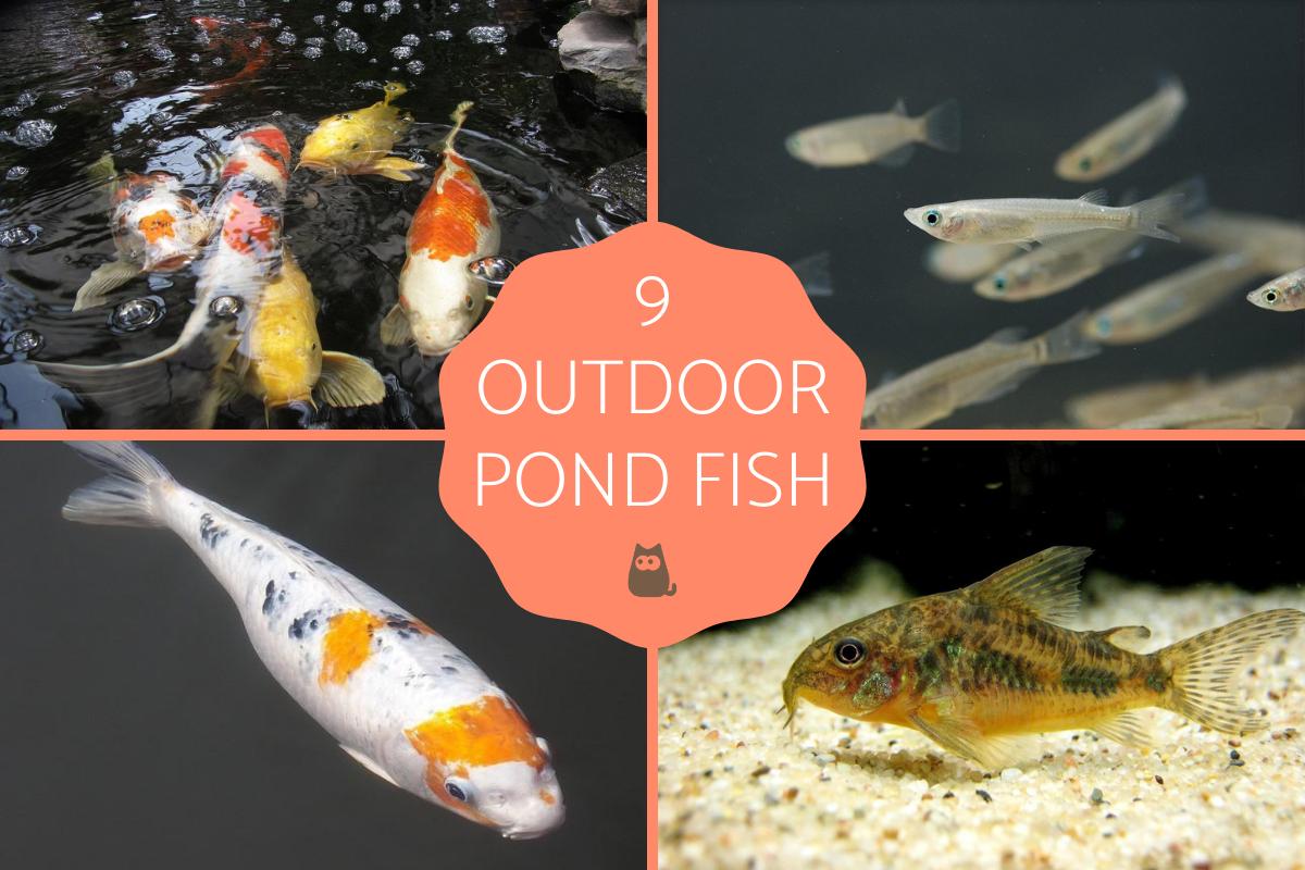 9 Fish for an Outdoor Pond - Koi, Goldfish and More!