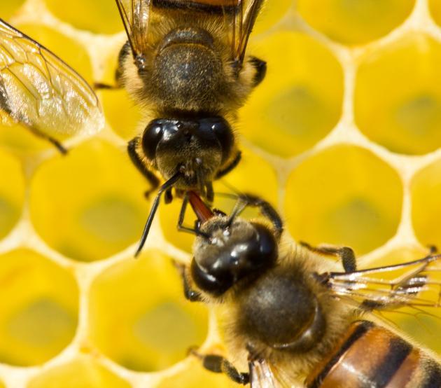 How Do Bees Communicate? - Language, Dance and Pheromones
