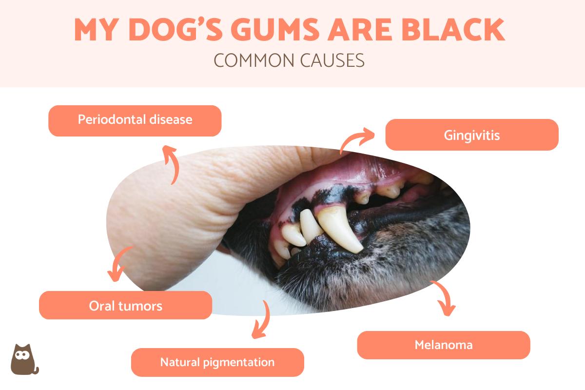 My Dog's Gums Are Black - Causes and What to Do