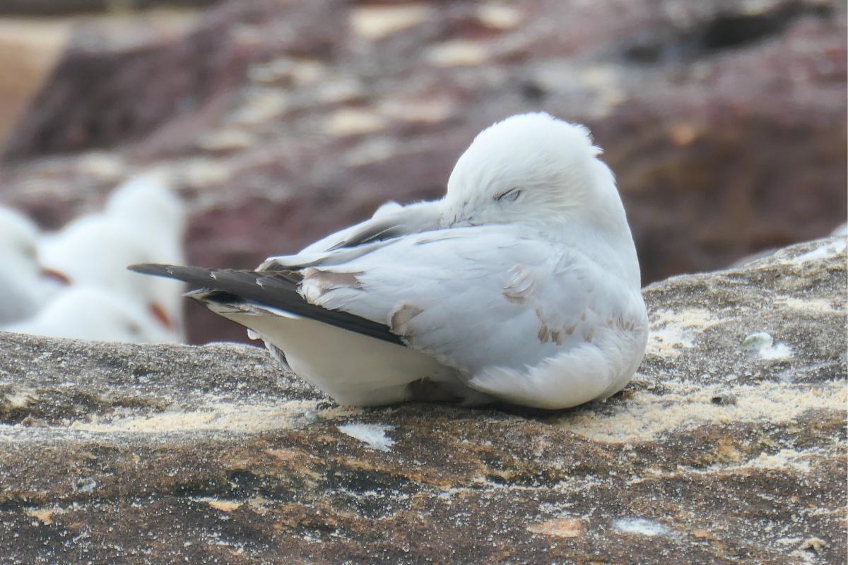 Where Do Seagulls Sleep? - Seagull Sleep Patterns and Habits