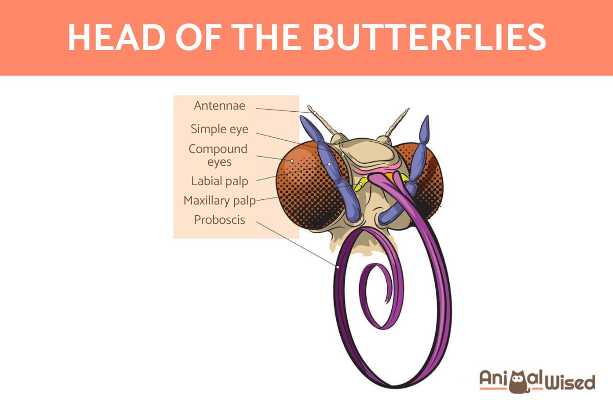 Body Parts of a Butterfly and Their Functions - With PHOTOS