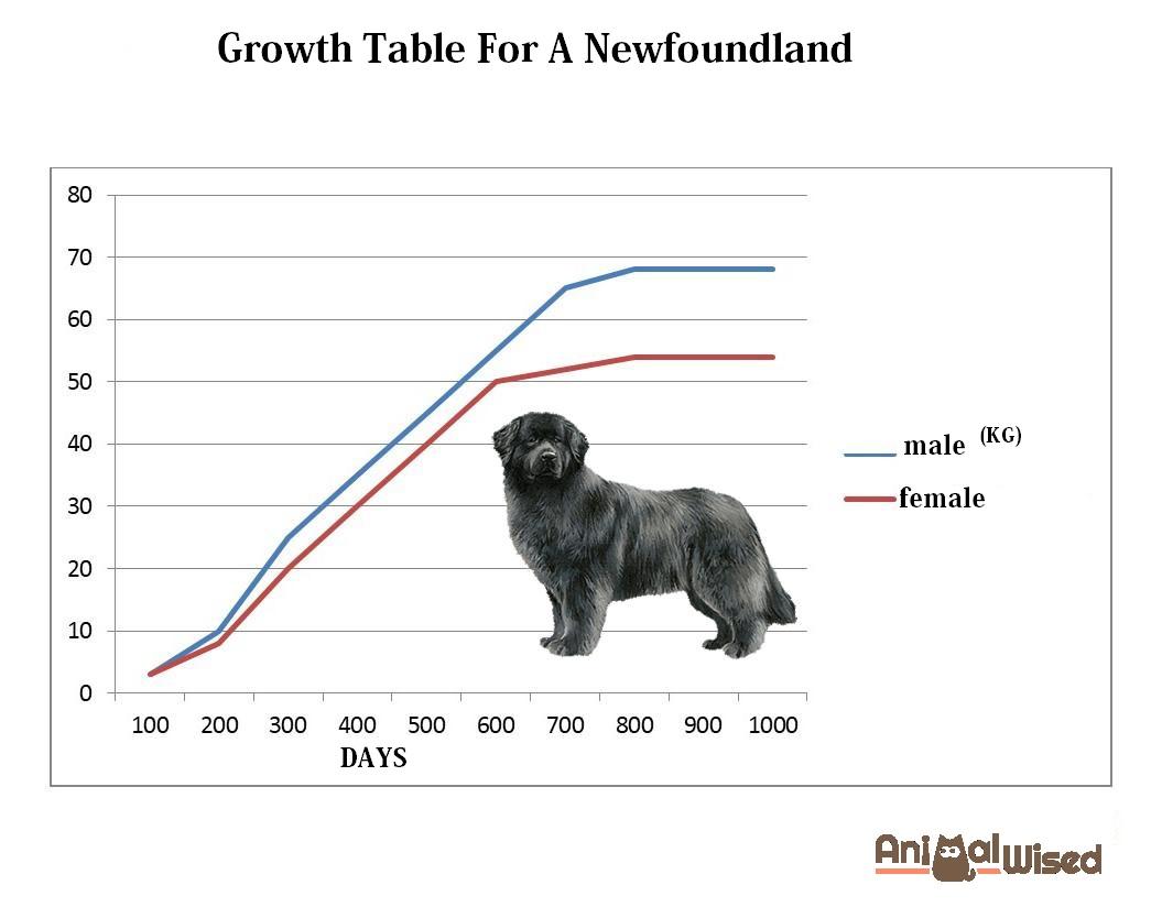 What Is The Best Food For a Newfoundland Dog? - Complete Guide
