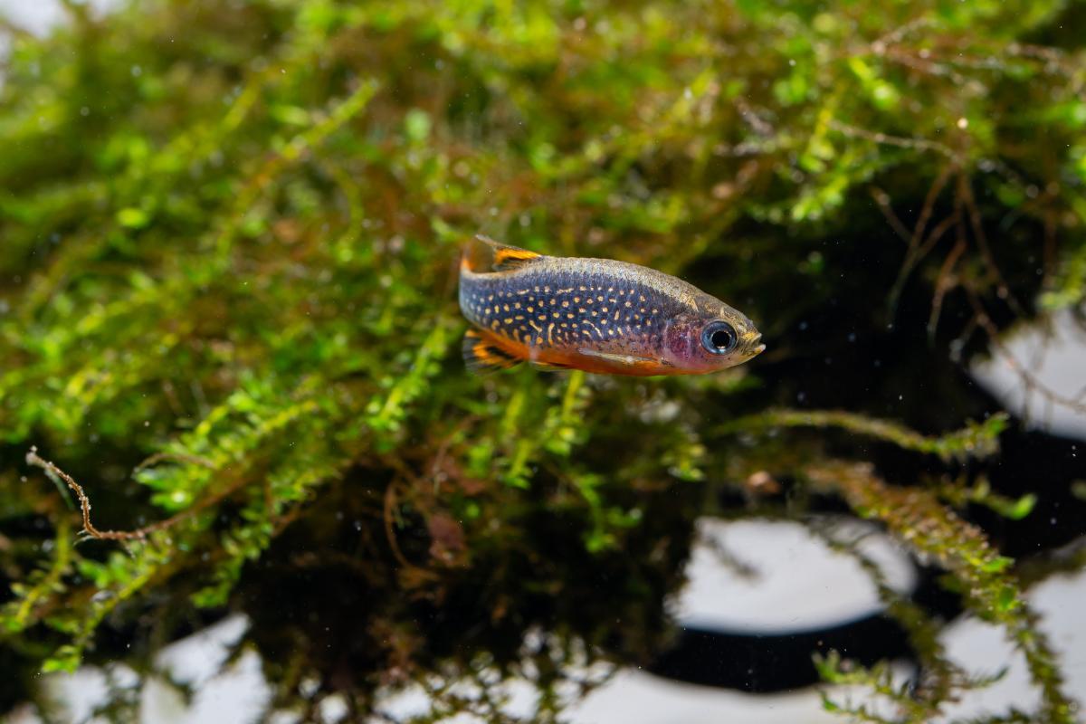 Omnivorous Fish Species - Characteristics, Diet, and Examples