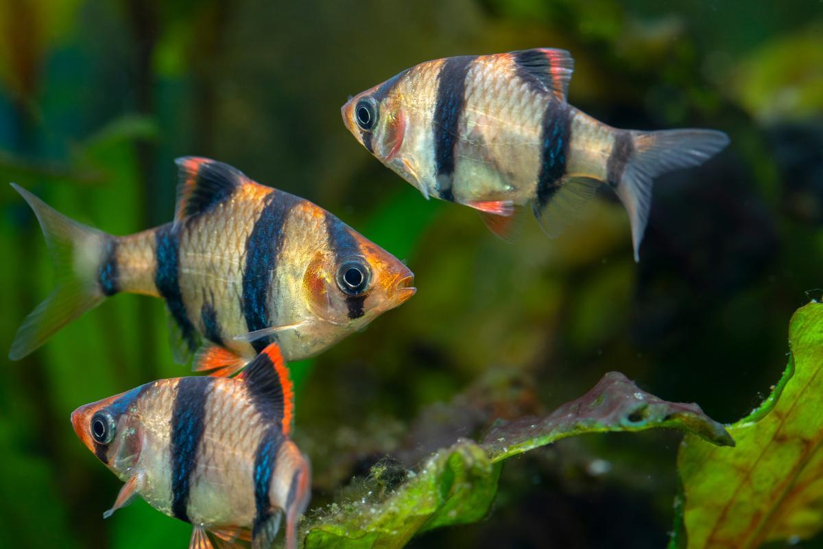 Omnivorous Fish Species - Characteristics, Diet, and Examples