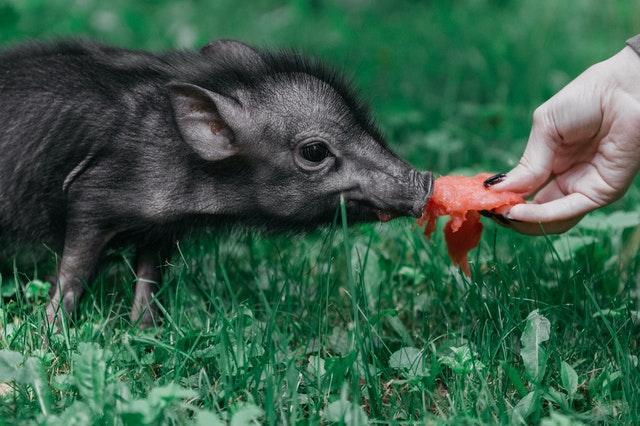 What Does a Pig Eat? - Complete Guide to a Pig's Diet