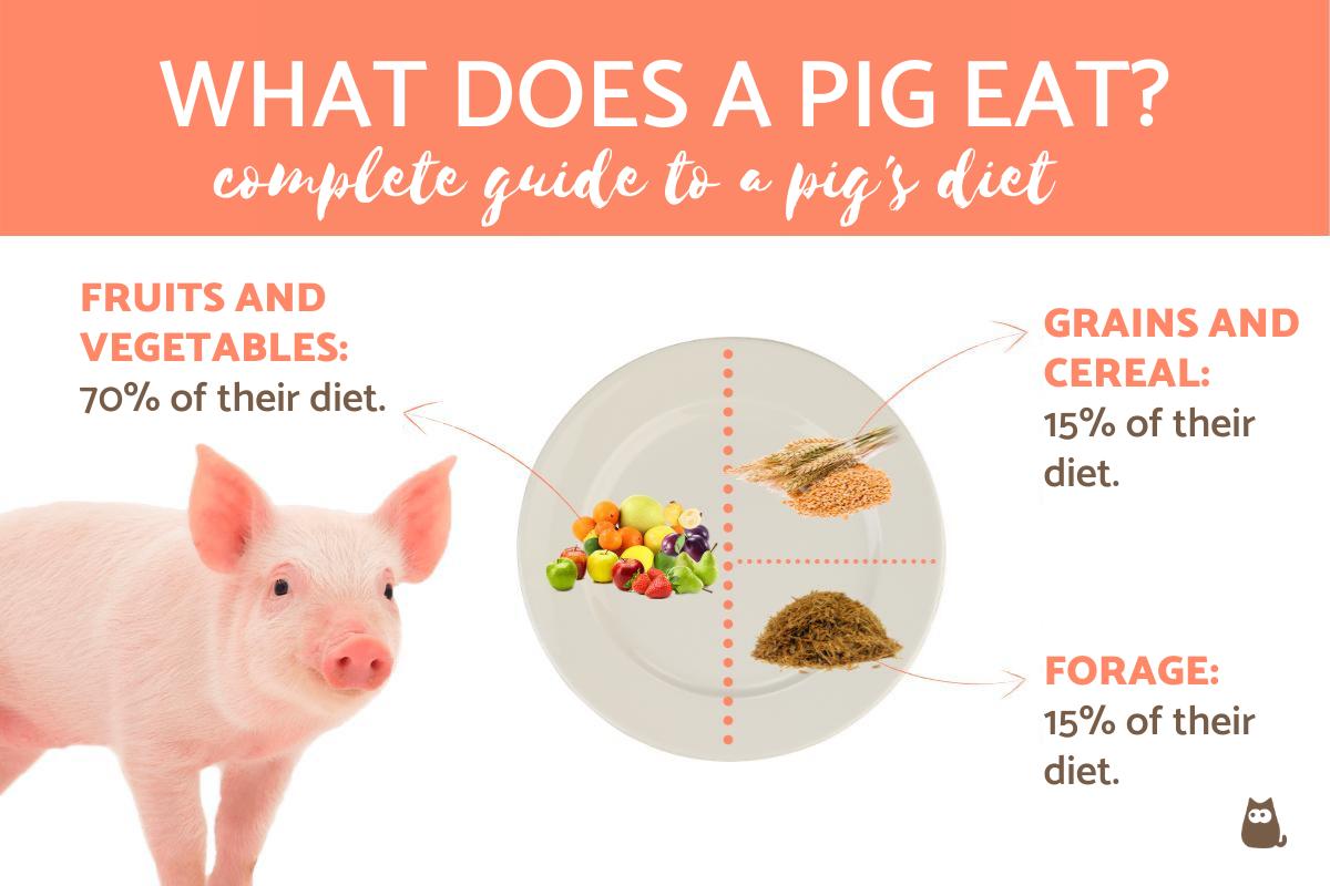 What Does a Pig Eat? - Complete Guide to a Pig's Diet