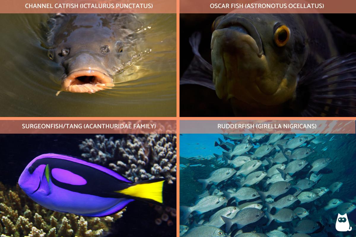 Omnivorous Fish Species - Characteristics, Diet, and Examples