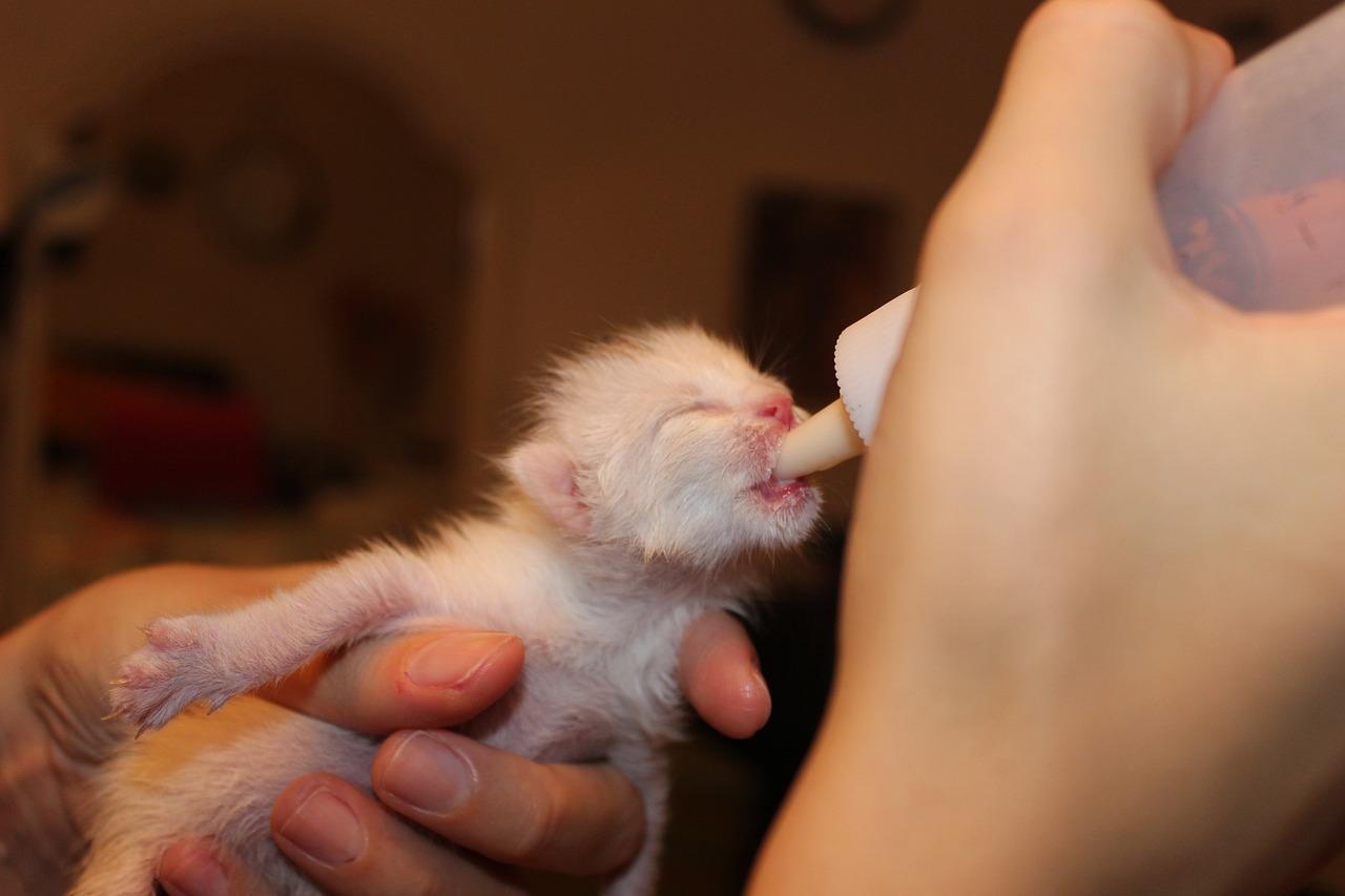 What to Feed a 1 Month-Old Kitten - Bottle Feeding Kittens