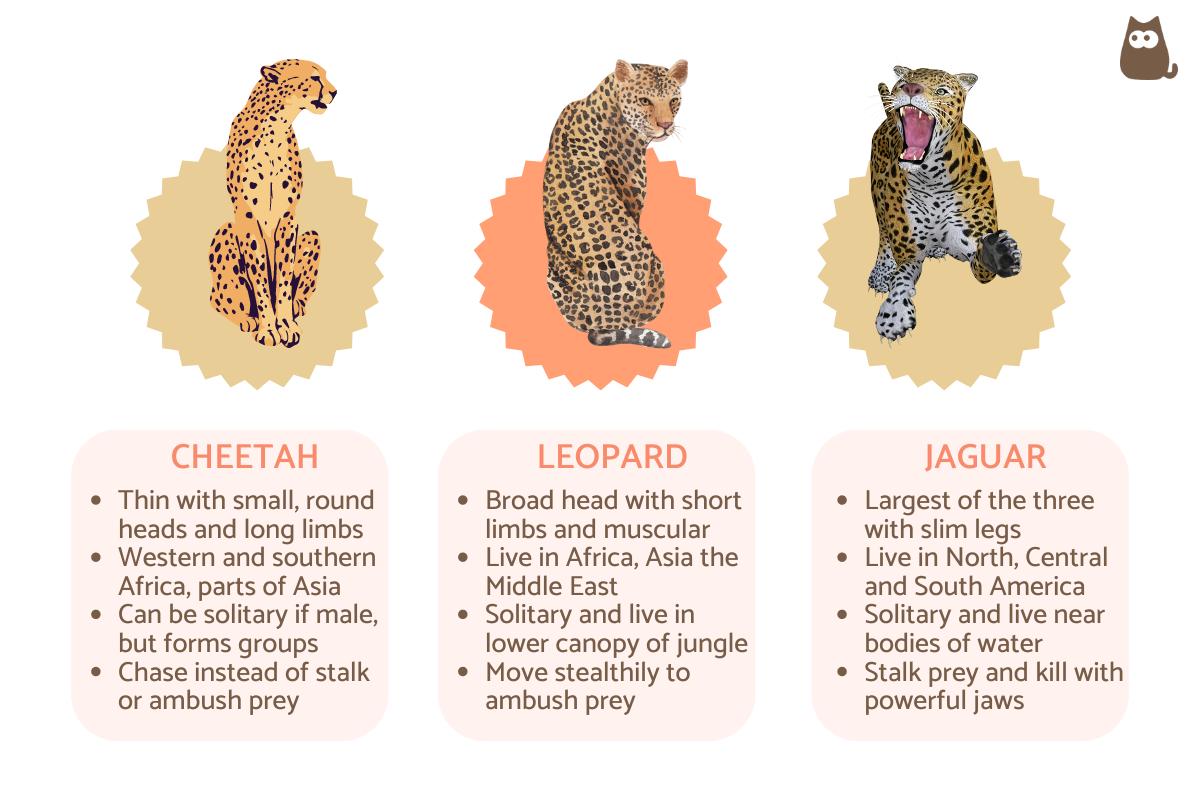Differences Between a Cheetah vs Leopard vs Jaguar - Diet, Habitat ...