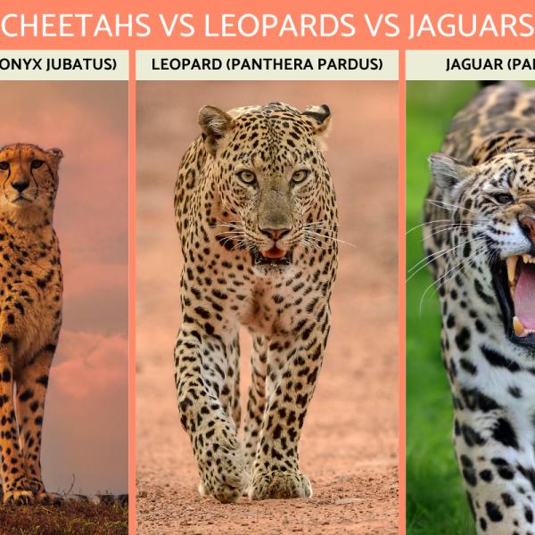 Gepard Vs. Leopard Vs. Jaguar Indian Leopard Vs. Amur Leopard Vs.