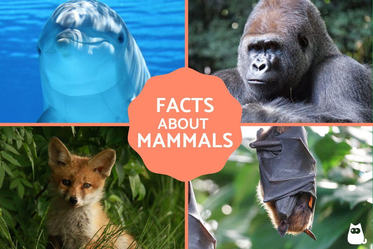 20 Fascinating Facts About Mammals