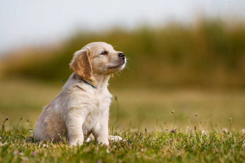 20 Most Beautiful Dog Breeds in the World - Full List with Photos