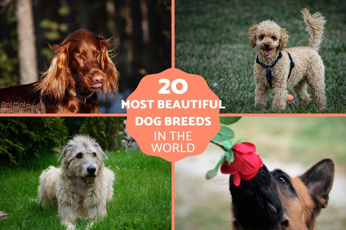 20 Most Beautiful Dog Breeds in the World - Full List with Photos