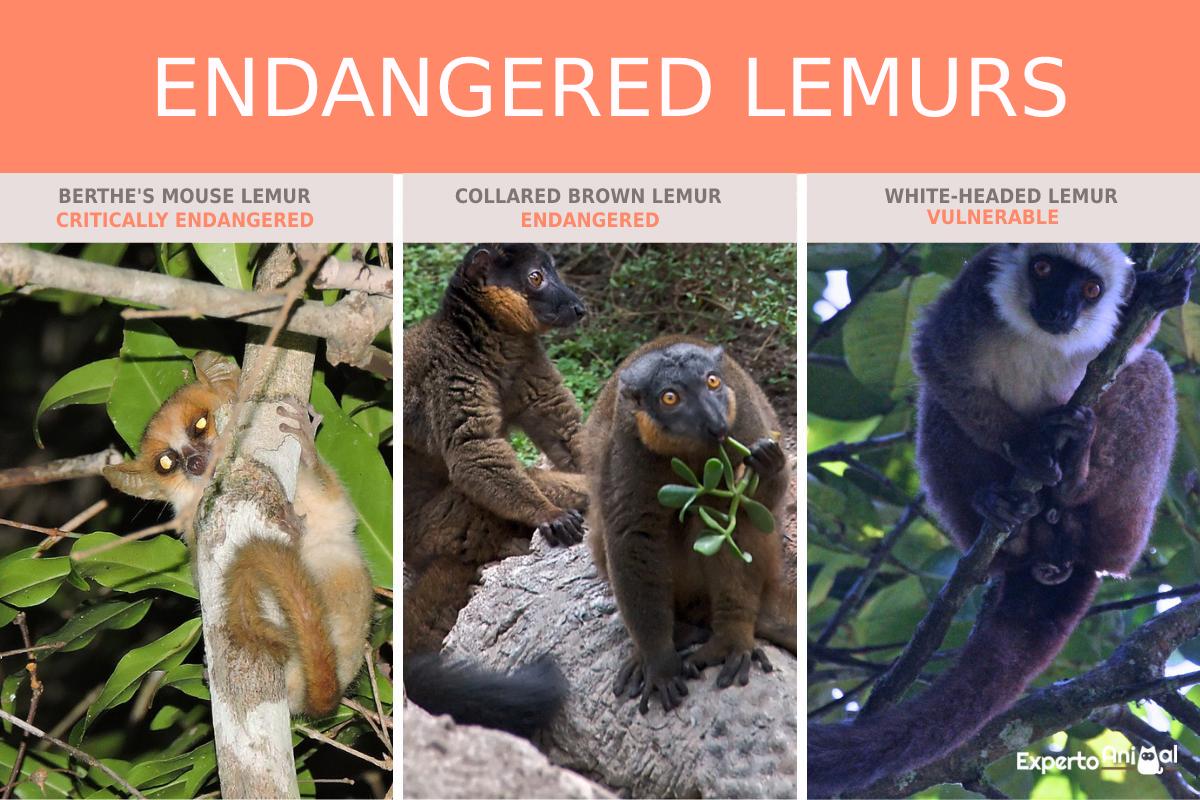 Are Lemurs in Danger of Extinction? - Causes and Conservation Plans