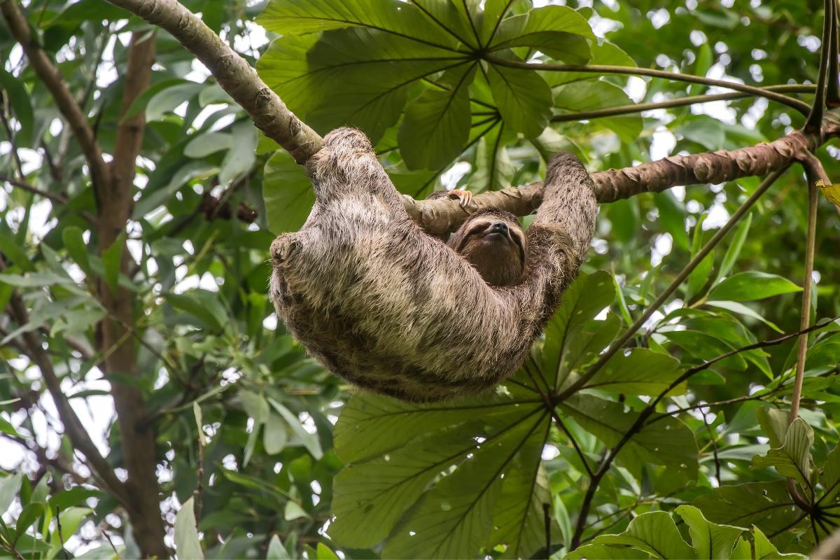 How Much Does a Sloth Sleep? - Sloth Sleeping Habits