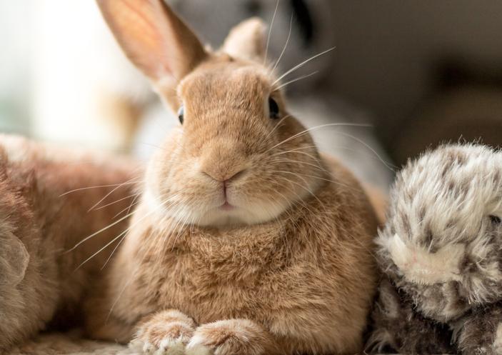 10 Most Common Rabbit Sounds - Do You Recognize Them?