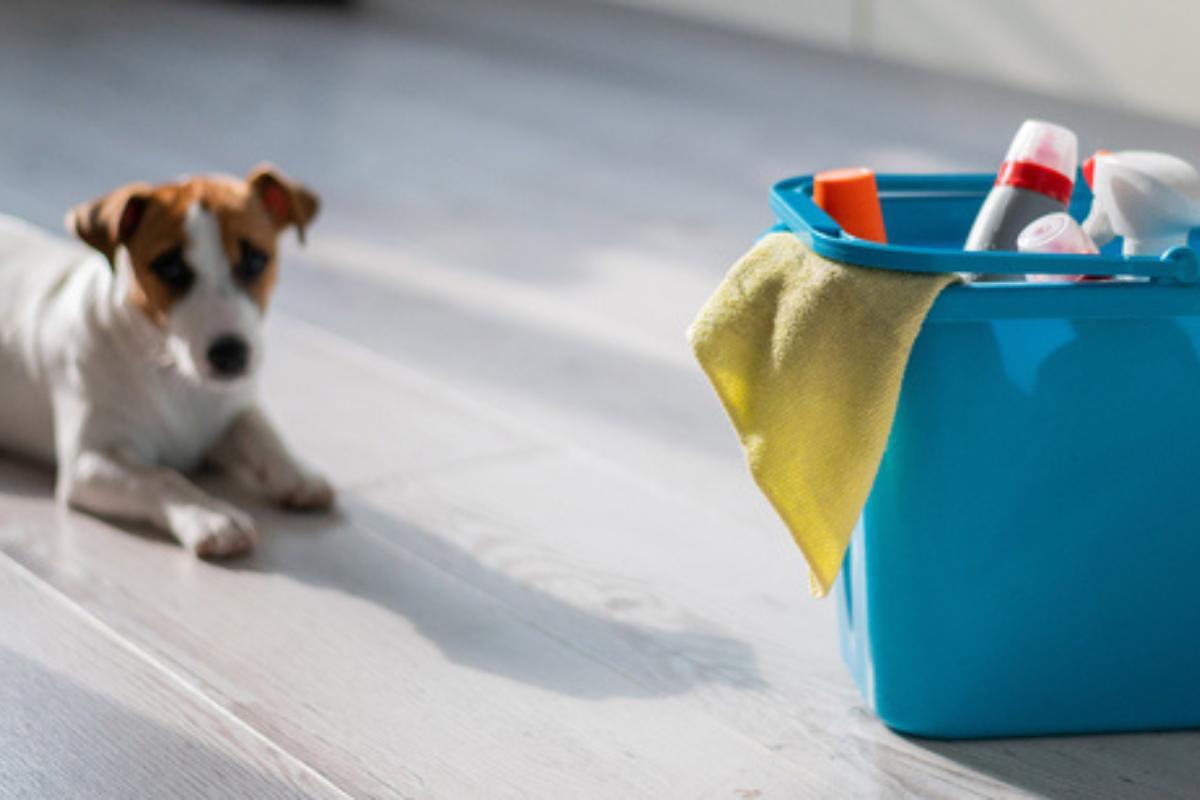 What to Do If My Dog Inhaled Bleach Fumes - Bleach Poisoning in Dogs