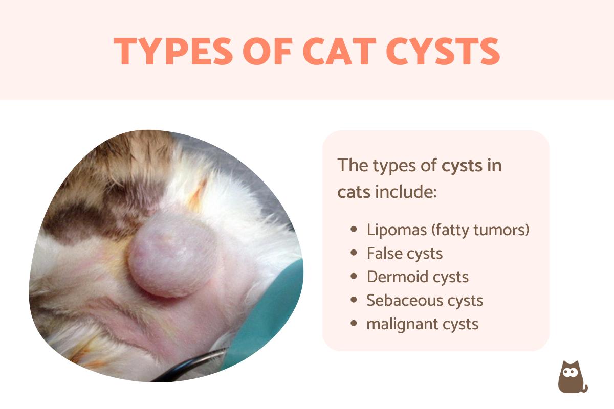 Sebaceous Cyst Versus Lipoma Cats Infoupdate Sebaceous Cyst Versus Lipoma Cats Infoupdate
