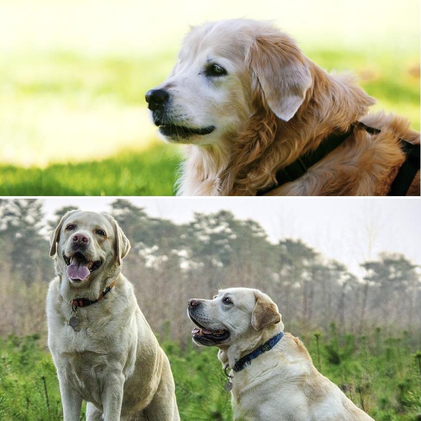 Differences Between Labrador and Golden Retrievers