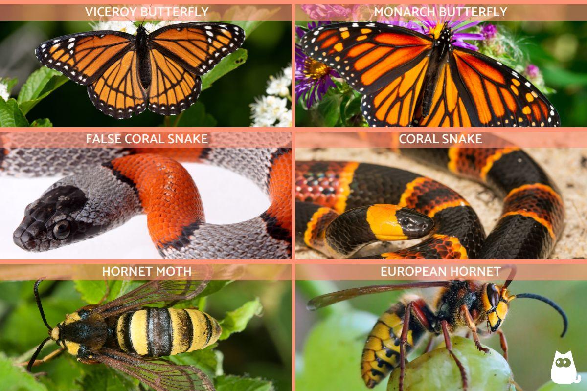Animal Mimicry Explained - Definition, Types, and Examples