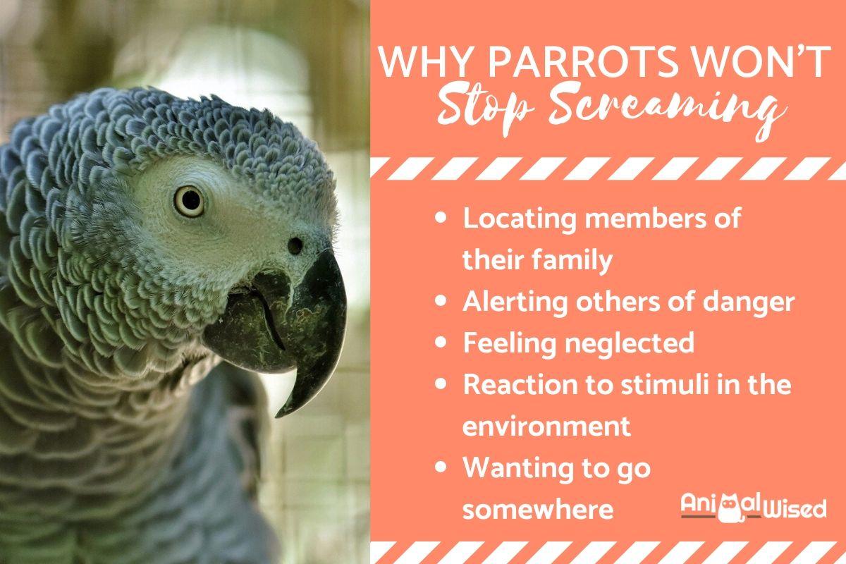 My Parrot Won't Stop Screaming - Reasons & What to Do About It