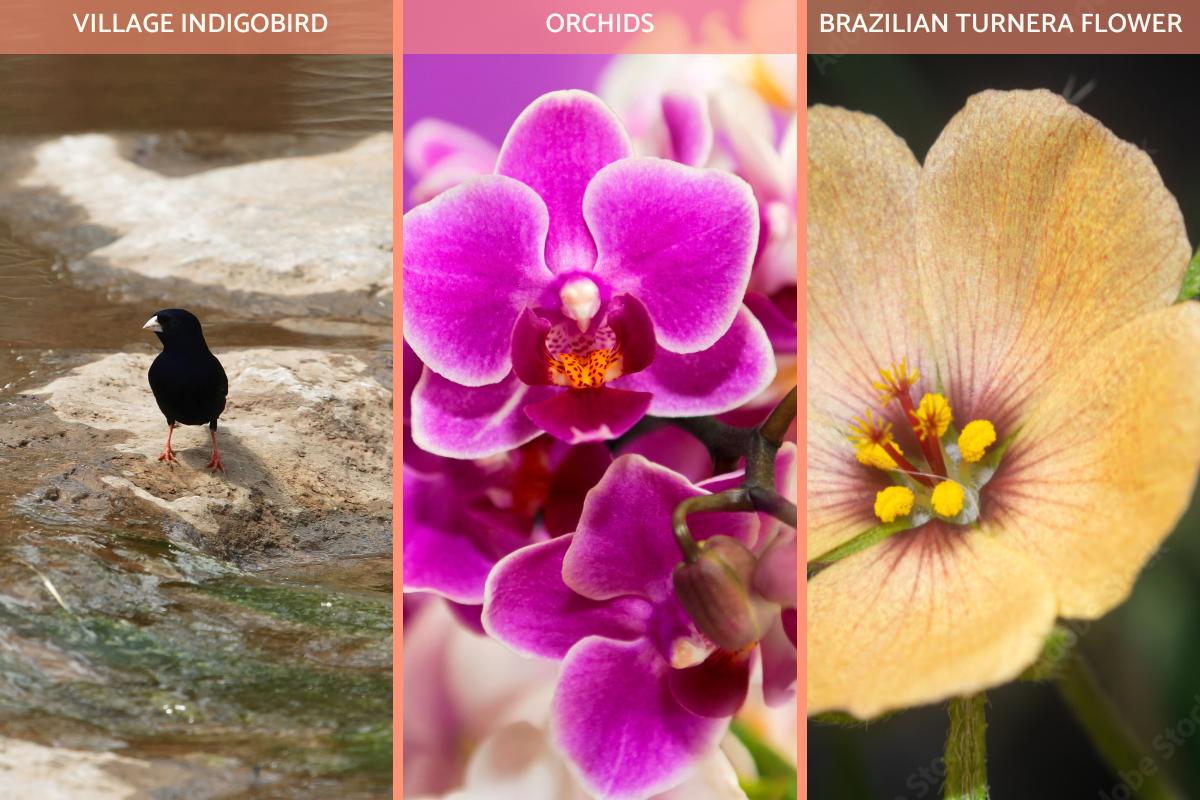 Animal Mimicry Explained - Definition, Types, and Examples