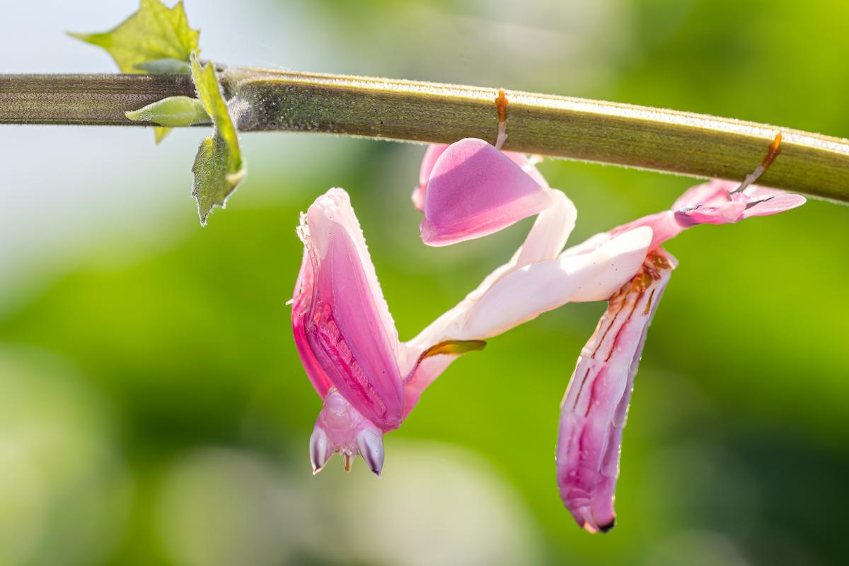 Animal Mimicry Explained - Definition, Types, and Examples