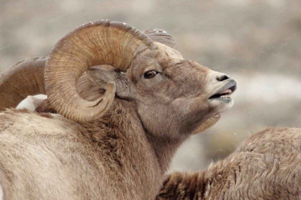 Do All Sheep Have Horns? - Sheep Breeds With Horns