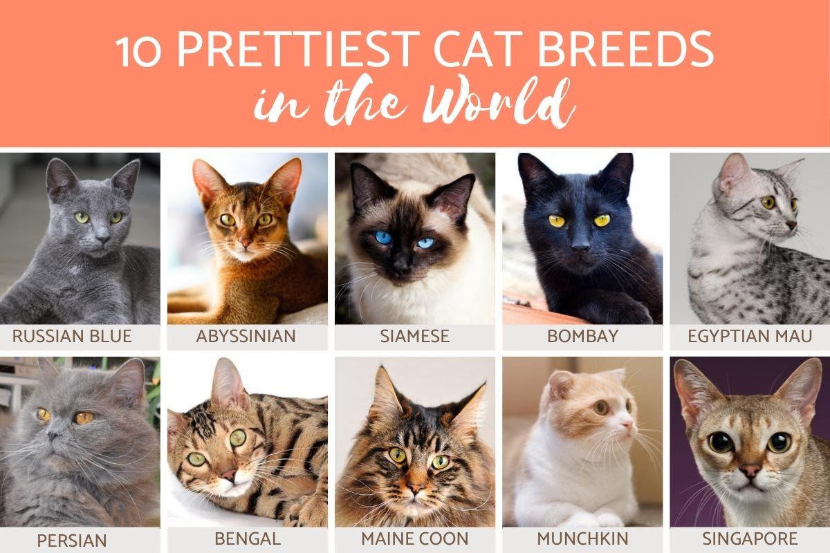 The 10 Prettiest Cat Breeds in the World - Beautiful Cats with Photos
