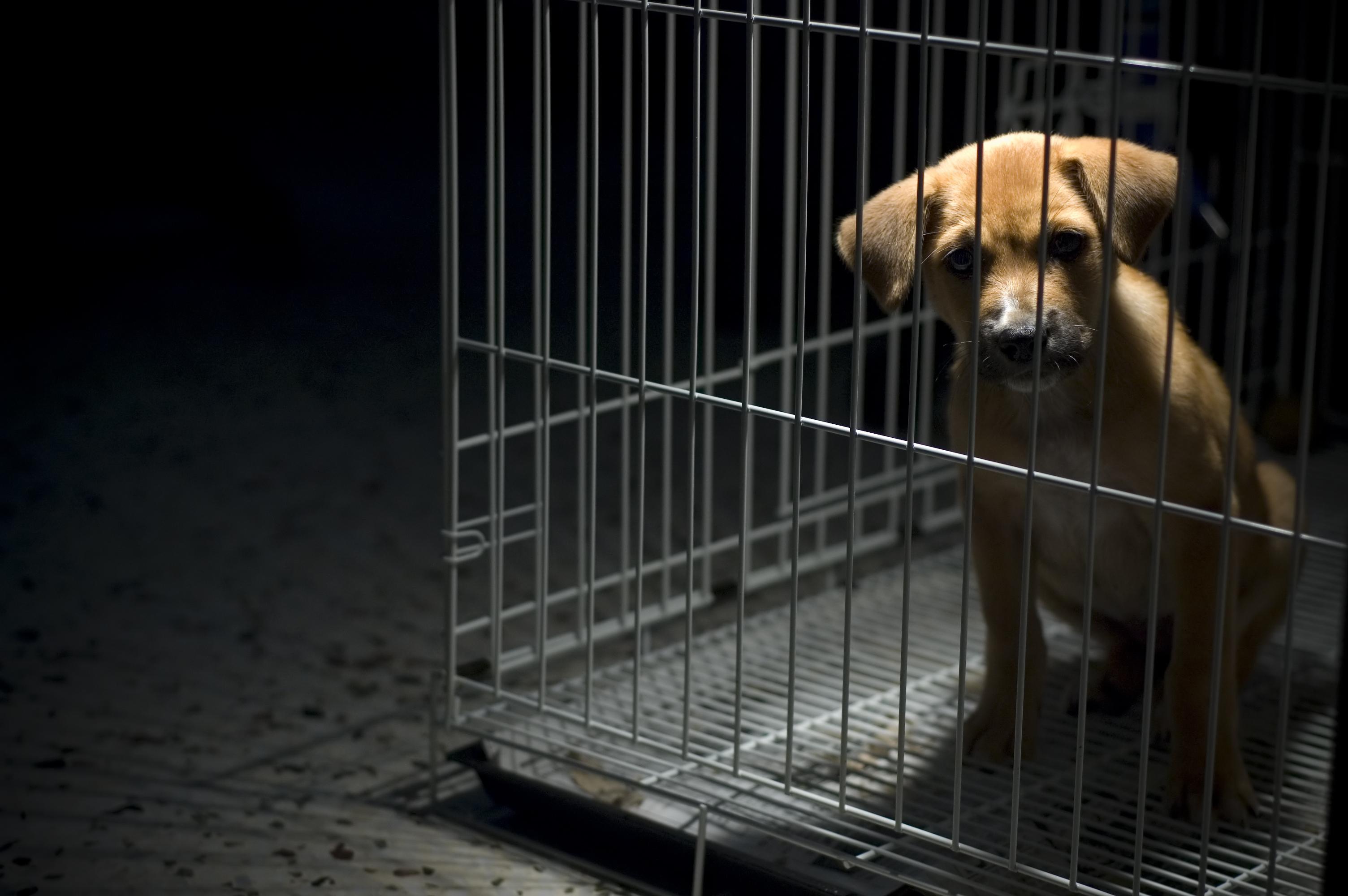 The Psychology of Animal Cruelty - Characteristics and Profiles
