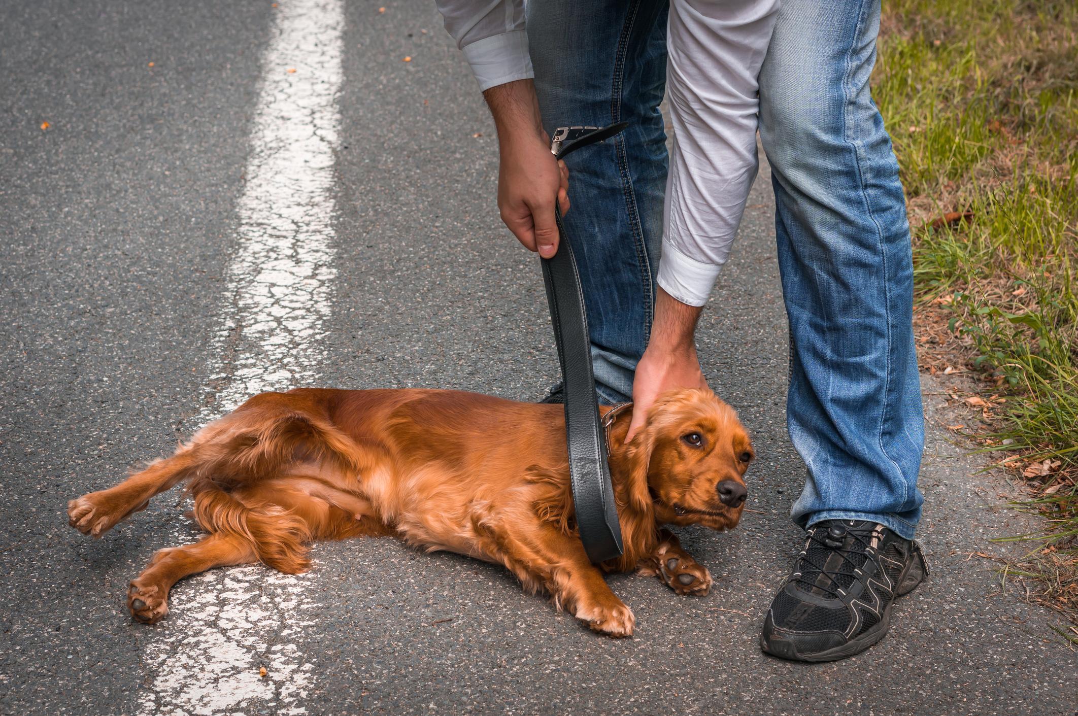 The Psychology of Animal Cruelty - Characteristics and Profiles