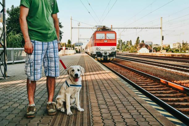 Are Dogs Allowed on Trains? - Traveling by Train With a Dog