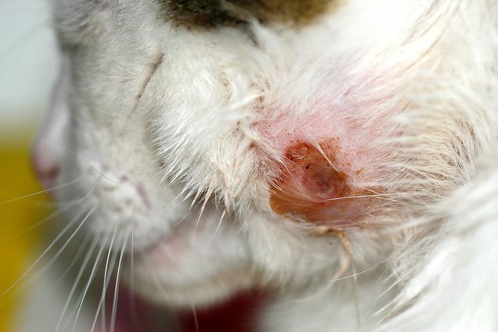 Cat Wounds Causes and Care - Open Wounds and Abscesses on Skin