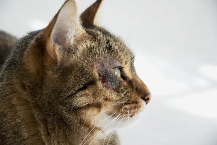Cat Wounds Causes and Care - Open Wounds and Abscesses on Skin