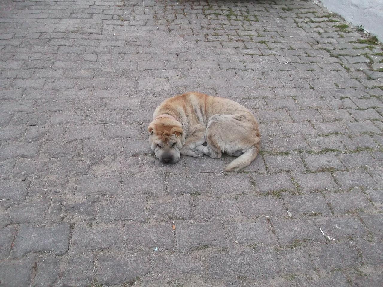 Scabies in Dogs - Symptoms and Treatment