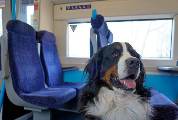 Are Dogs Allowed on Trains? - Traveling by Train With a Dog