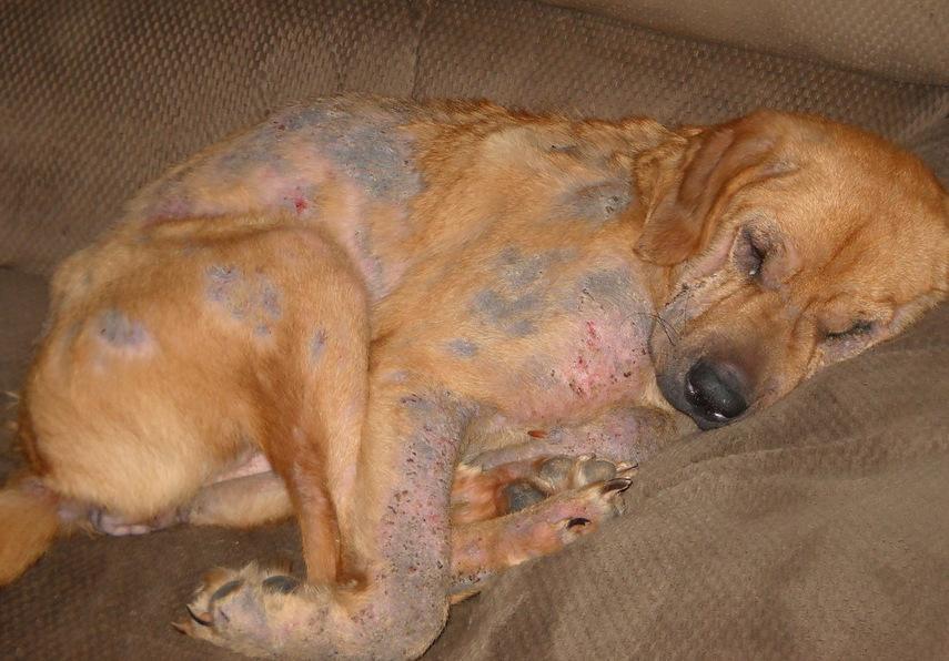 Scabies in Dogs - Symptoms and Treatment