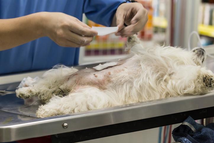 Transmissible Venereal Tumors in Dogs - Symptoms and Treatment